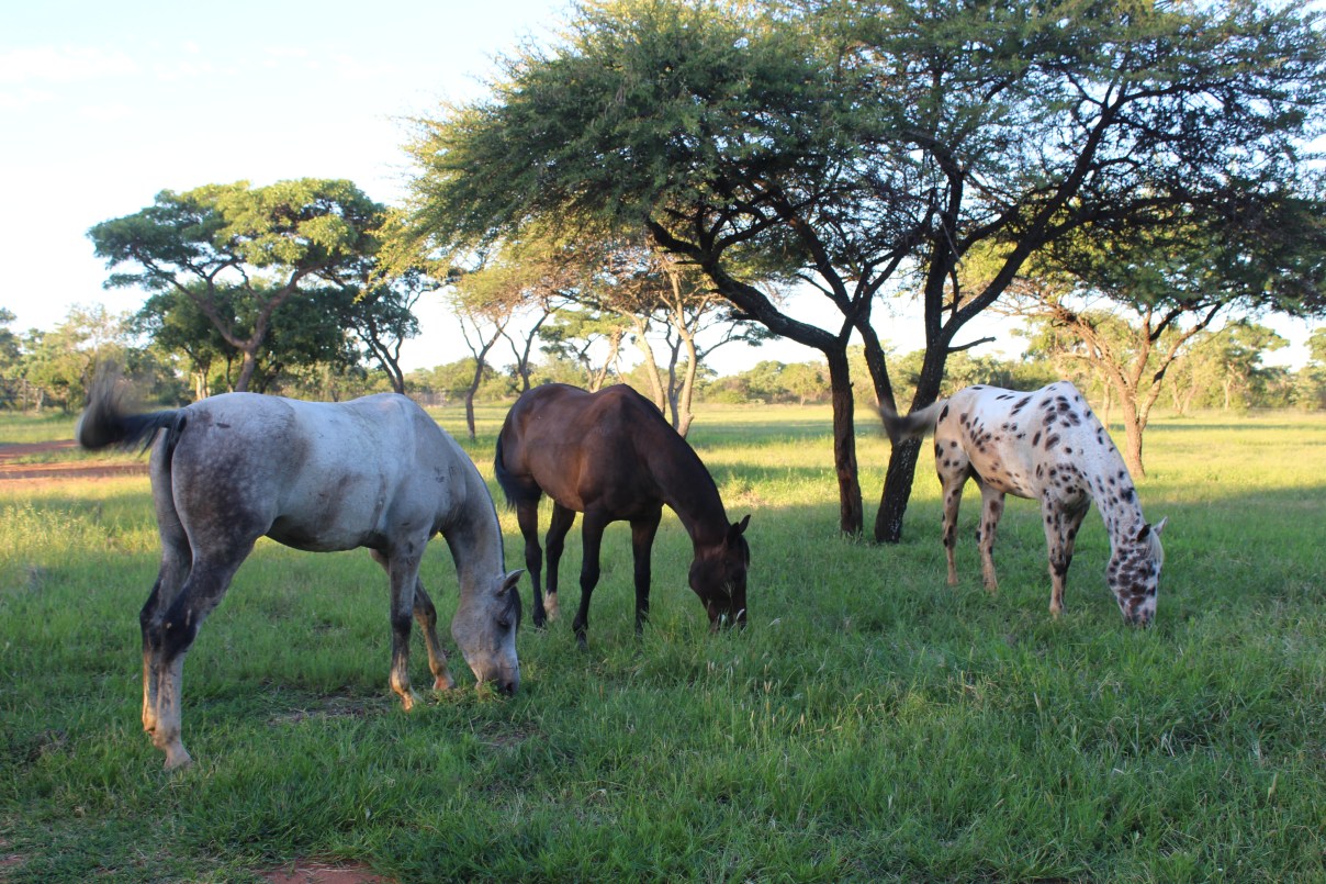 Reaching the Palala River on Day 5 of The Waterberg Trust Challenge ...