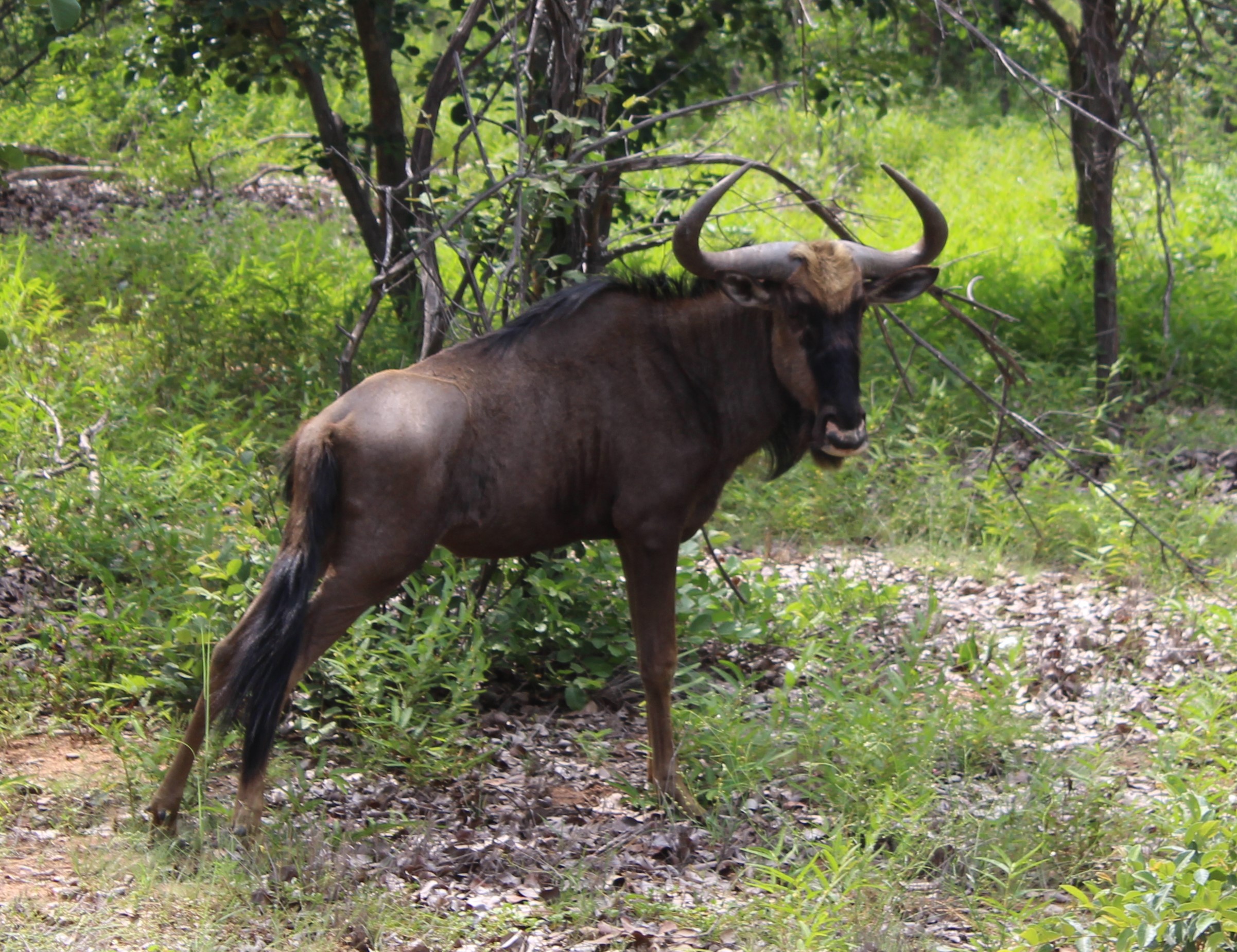 photos of roan antelope | The Waterberg Trust