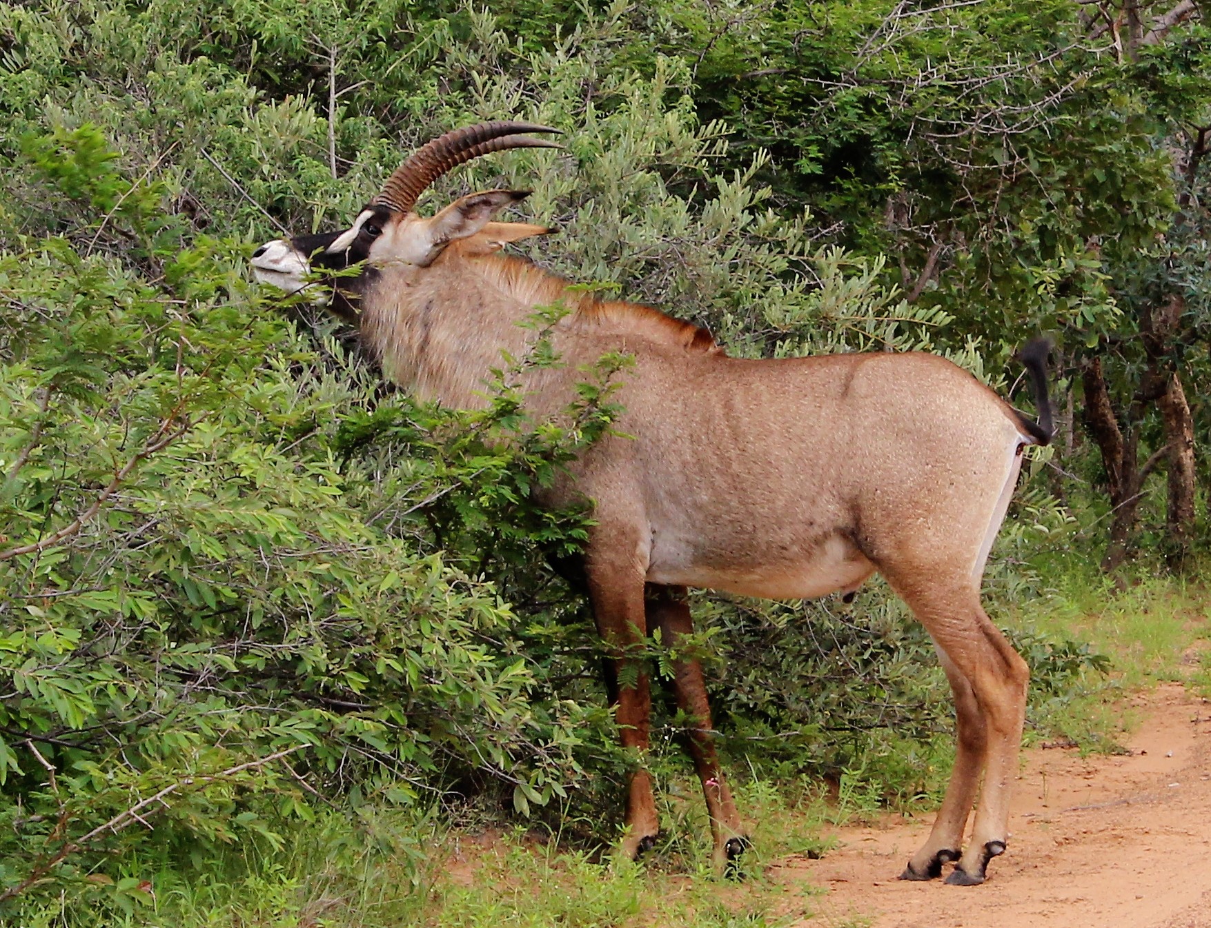 photos of roan antelope | The Waterberg Trust